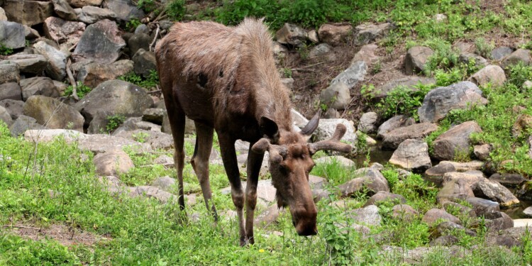 DNR estimates Wisconsin elk herds have grown - WTMJ