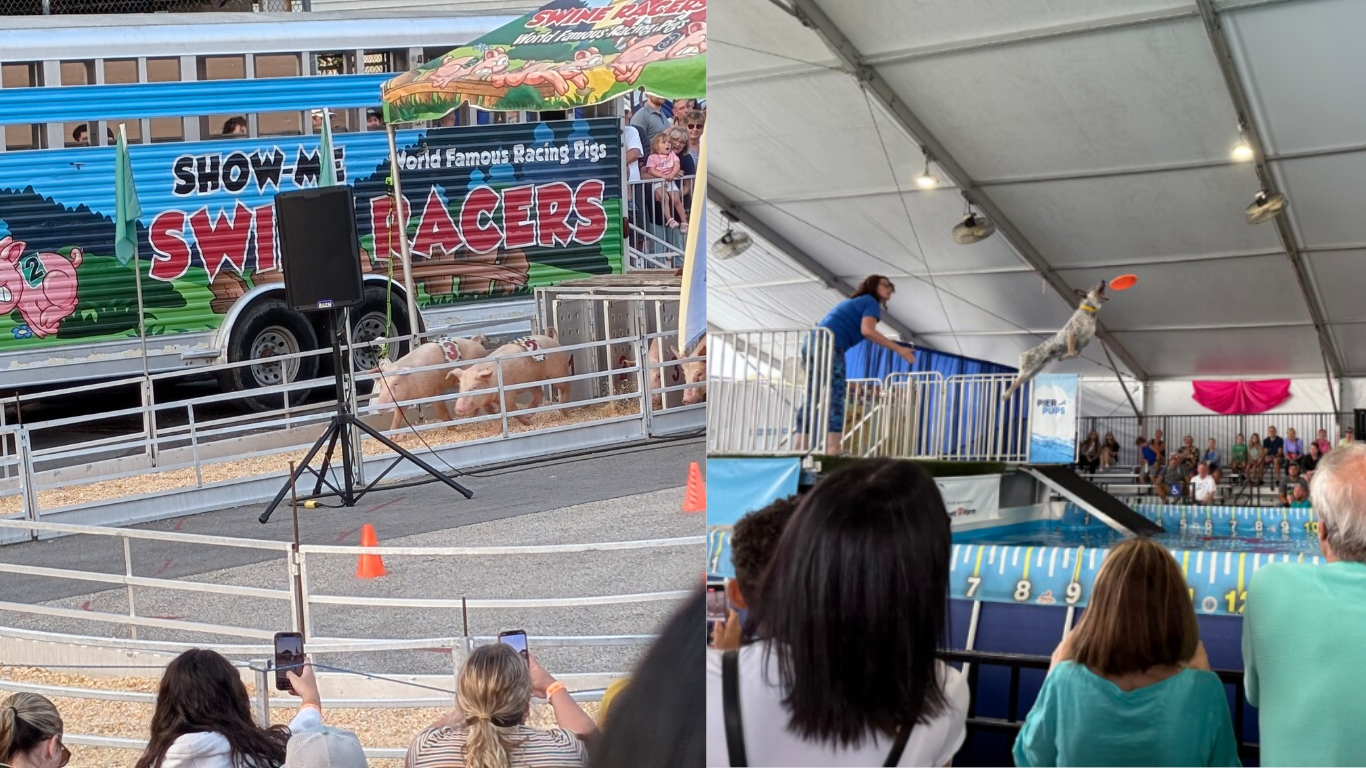 Pig races and high-flying dogs draw big crowds at Wisconsin State Fair ...