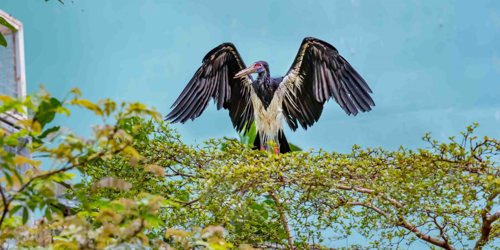 Milwaukee County Zoo closes aviary after confirmed bird flu case - WTMJ
