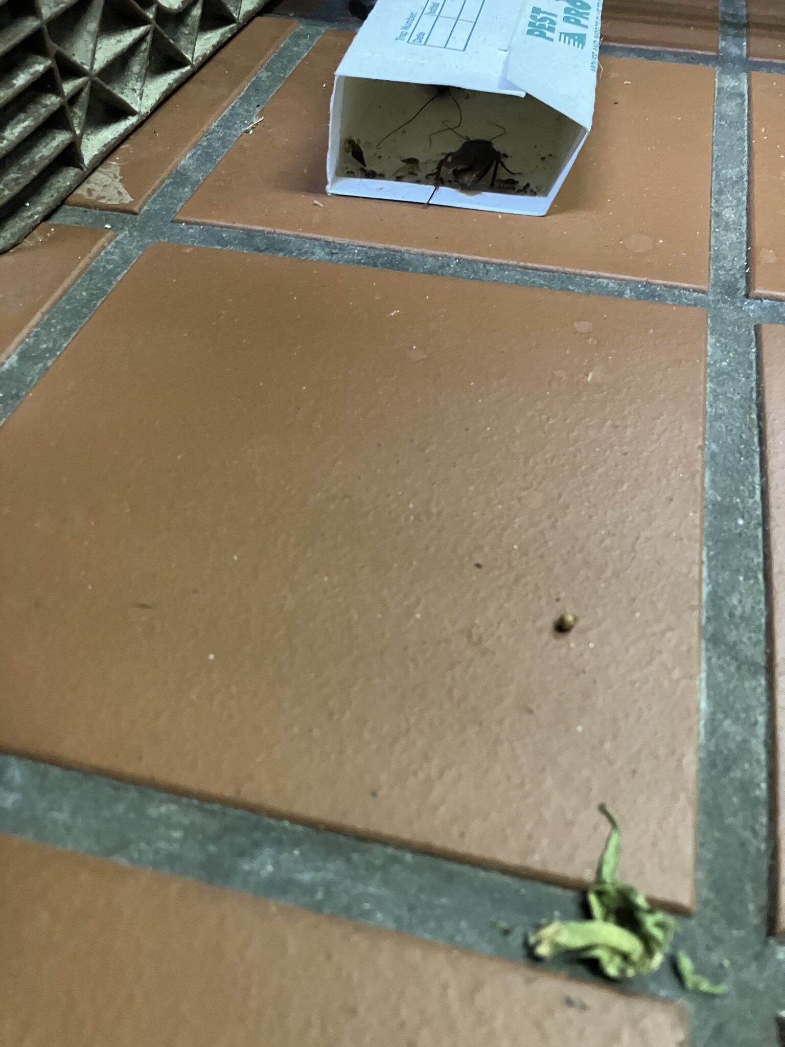 UPDATE: Wicked Hop reopens following cockroach mitigation efforts - WTMJ