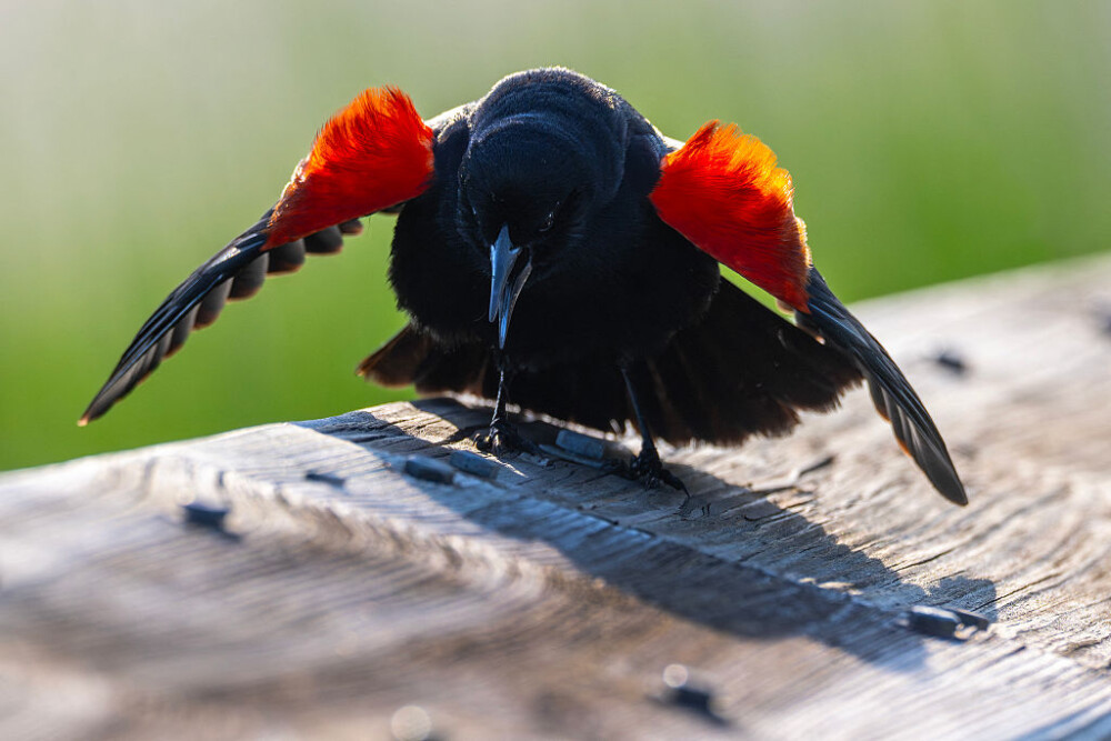 Shorewood warns residents about aggressive red-winged blackbird near ...