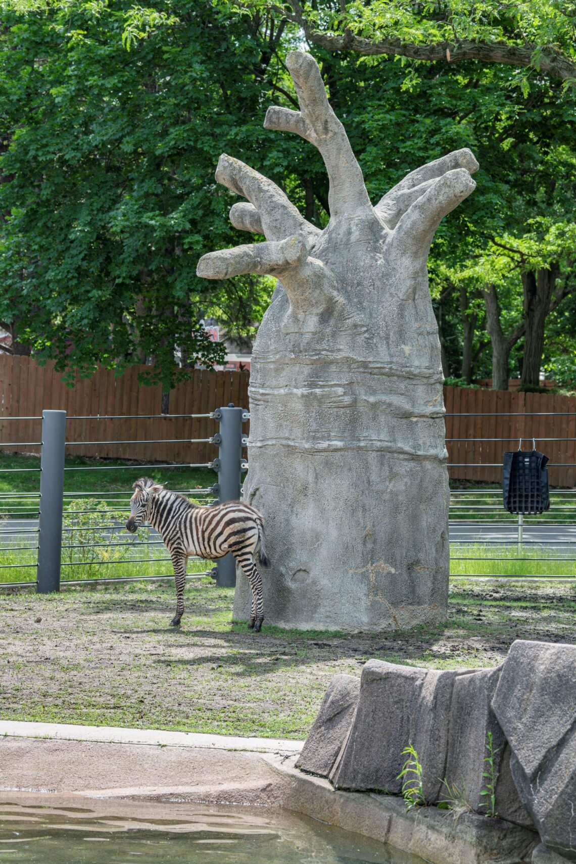 Zebra foal dies at the Milwaukee County Zoo - WTMJ
